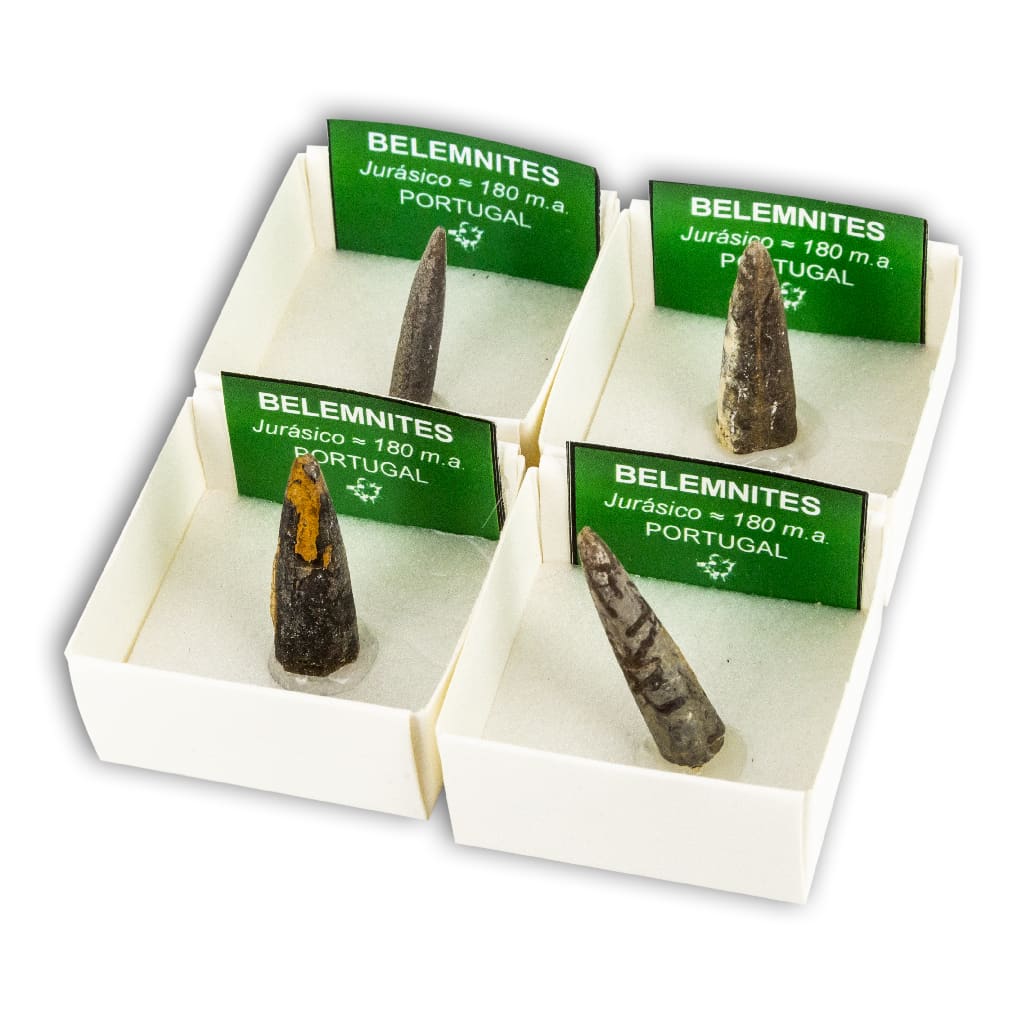 Belemnites en Cajita de Colección 4x4 cm – Colecciones de Minerales