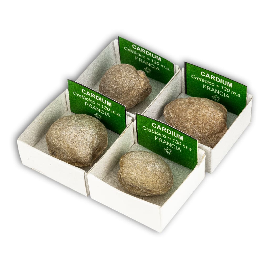 Cardium fósil en Cajita de Colección 4x4 cm – Colecciones de Minerales