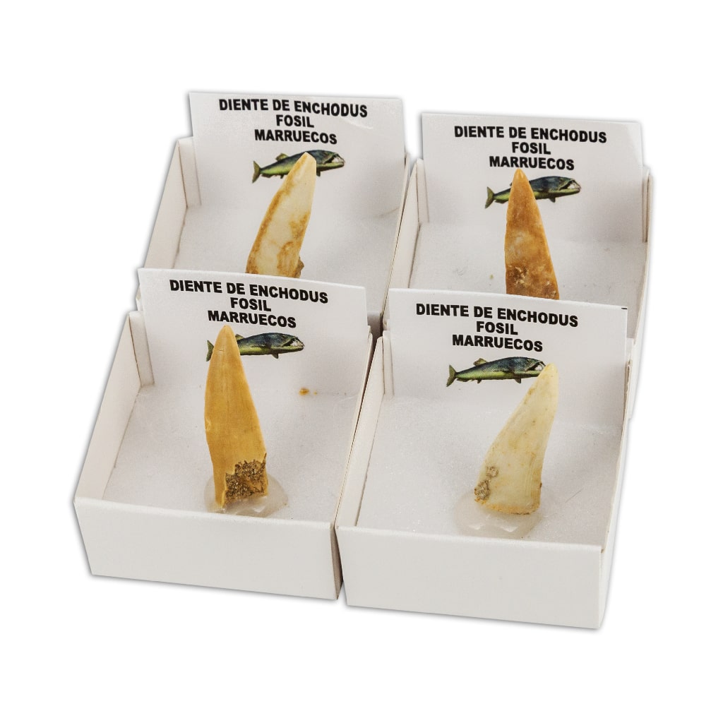 Enchodus Tooth in Collection Box 4x4 cm – Colecciones de Minerales