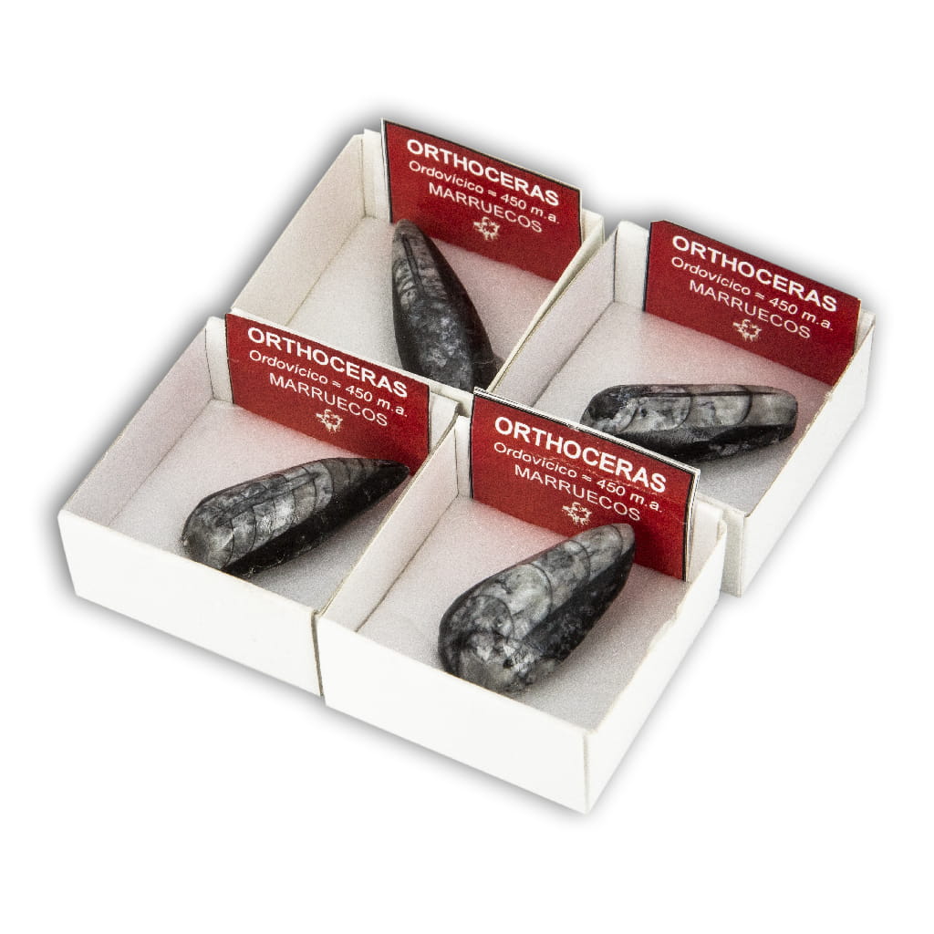 Orthoceras in Collection Box 4x4 cm – Colecciones de Minerales