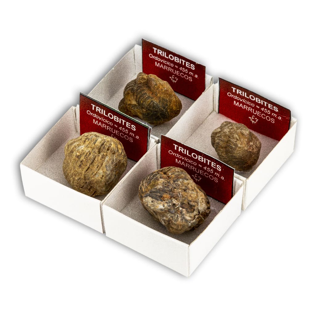 Trilobites in Collection Box 4x4 cm – Colecciones de Minerales
